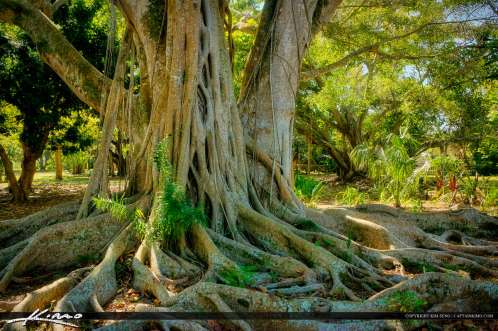 Banyan Tree Edison Home Winter Estates Fort Myers | HDR Photography by ...